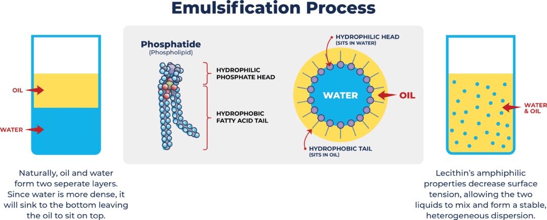 Types of Lecithin - Austrade Inc.